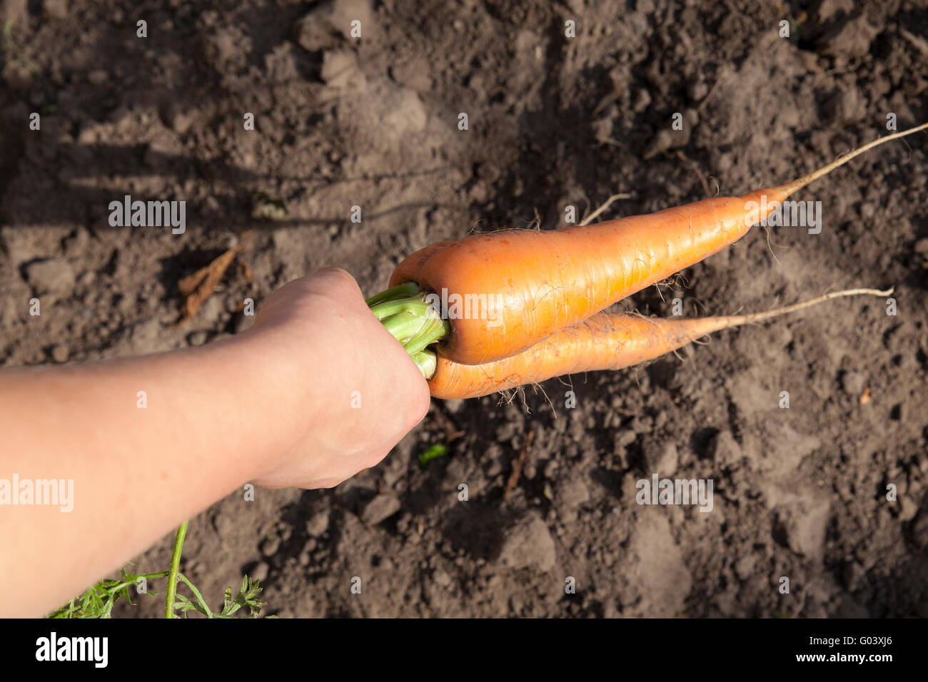 Hand digging root up hi-res stock photography and images - Alamy