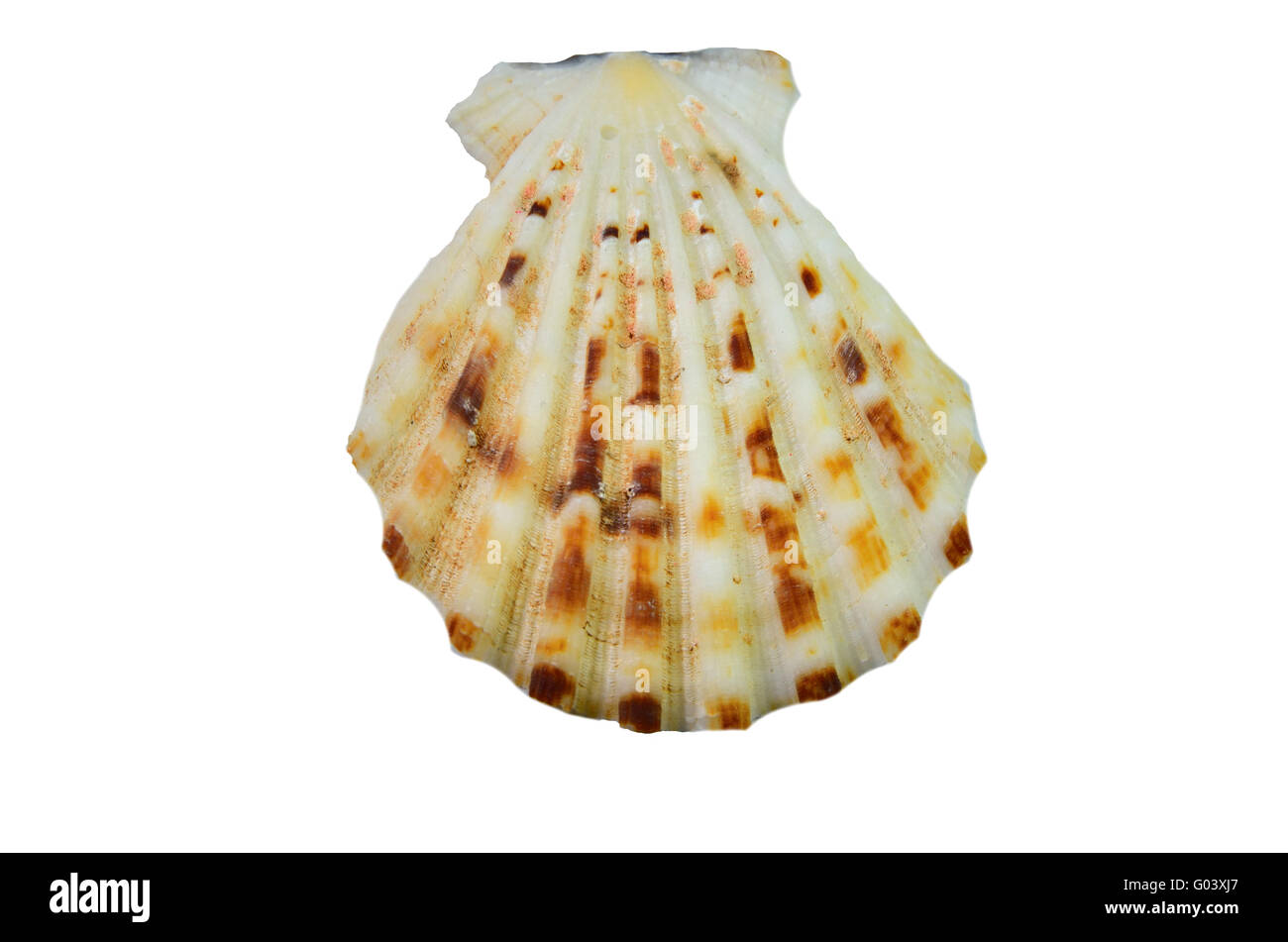 Seashell on white background Stock Photo - Alamy