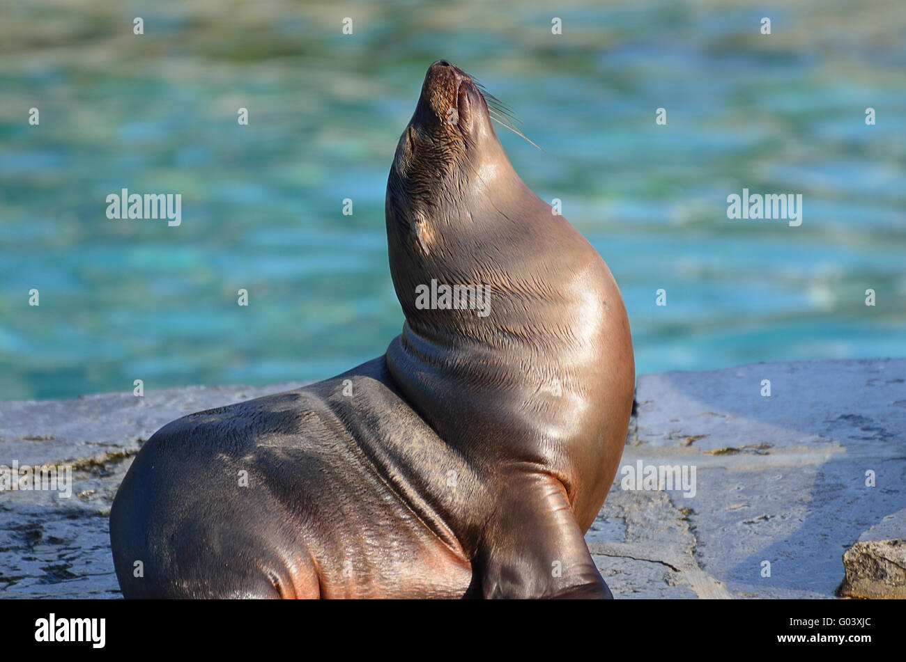 Seal under the sun Stock Photo - Alamy