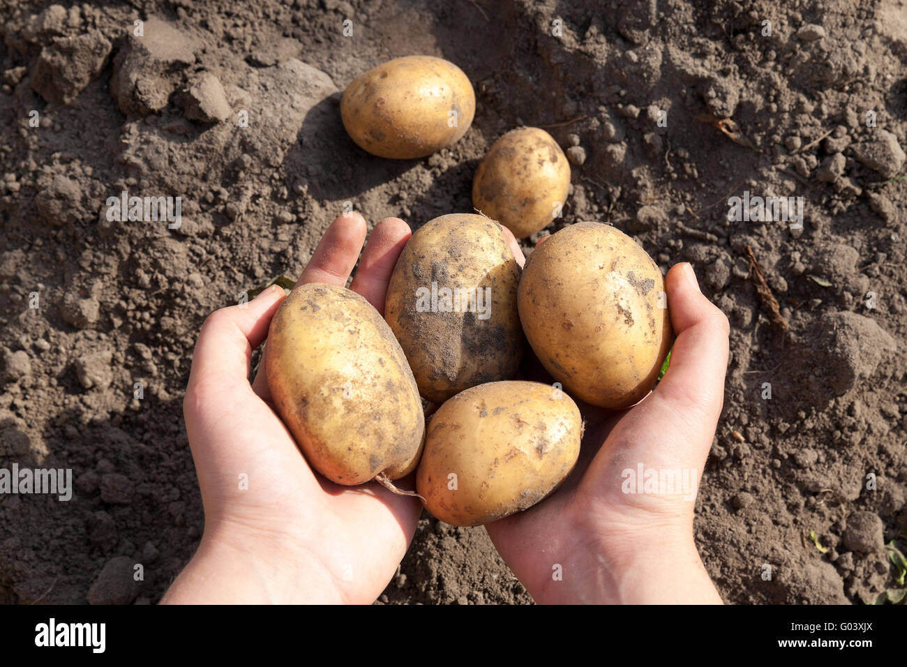 Potatoes in hand Stock Photo - Alamy