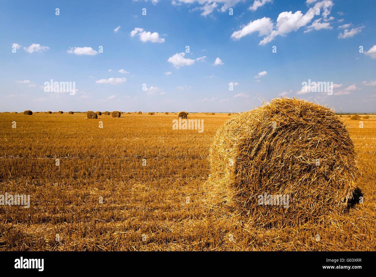 haystacks straw , summer Stock Photo - Alamy