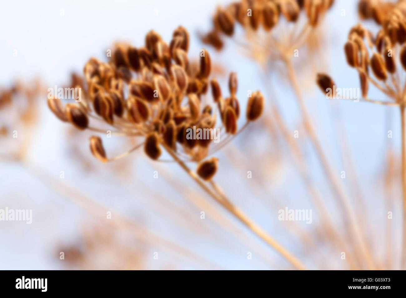 Defocus dry brown nature hi-res stock photography and images - Alamy
