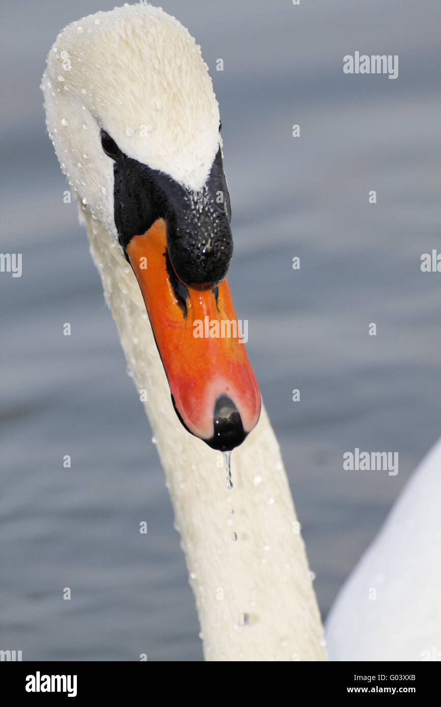 Proud swan hi-res stock photography and images - Alamy