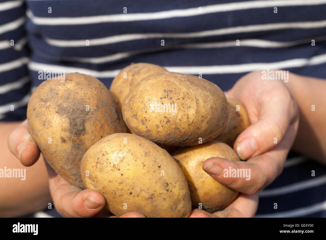 Potatoes in hand Stock Photo - Alamy