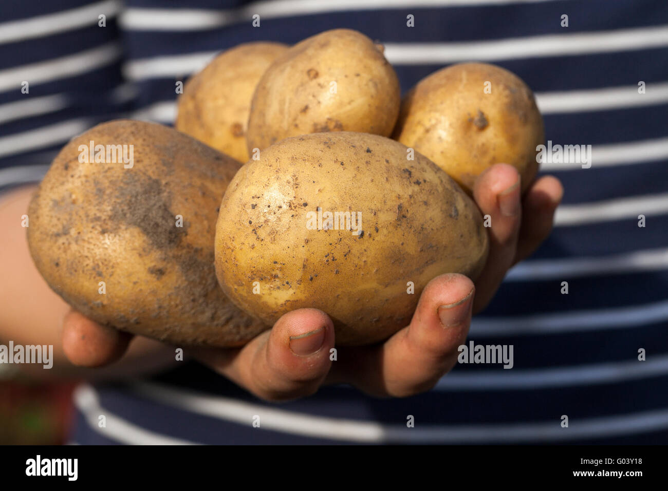 Potatoes in hand Stock Photo - Alamy