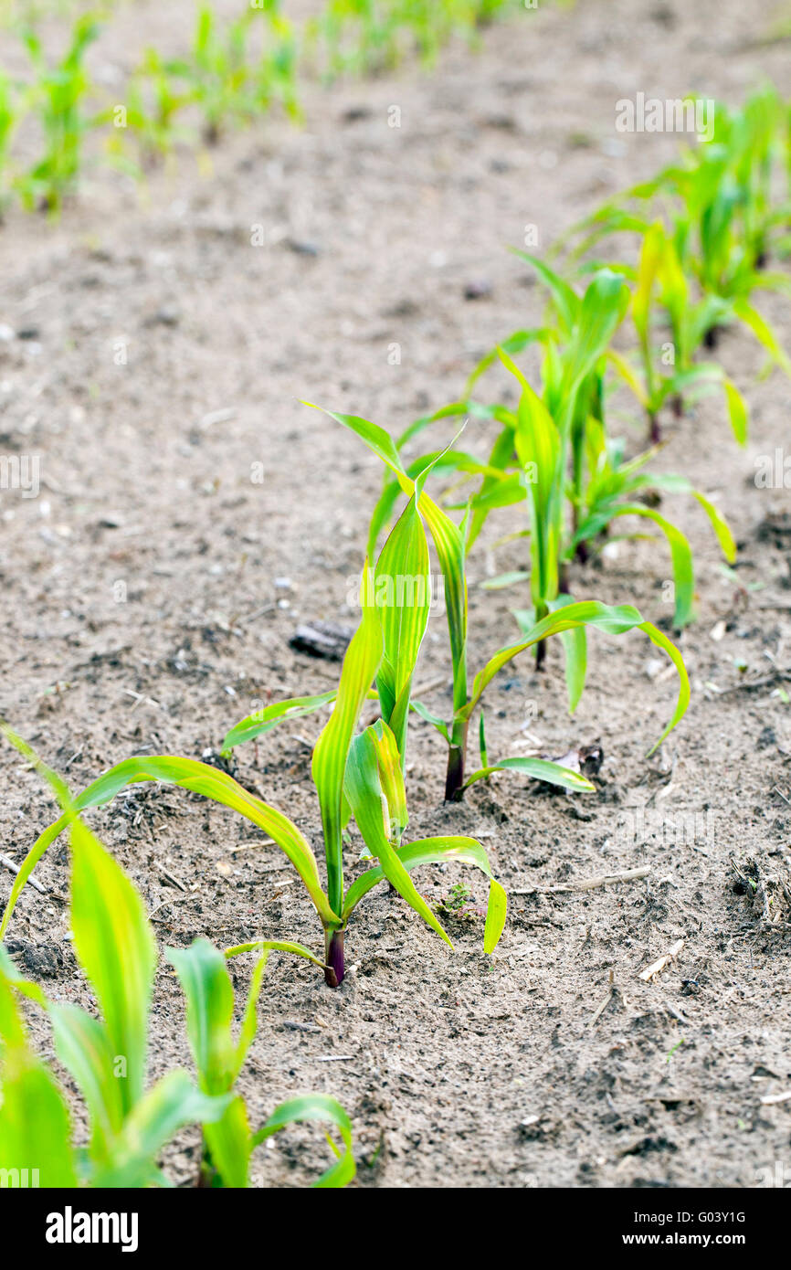 corn field. close-up Stock Photo - Alamy