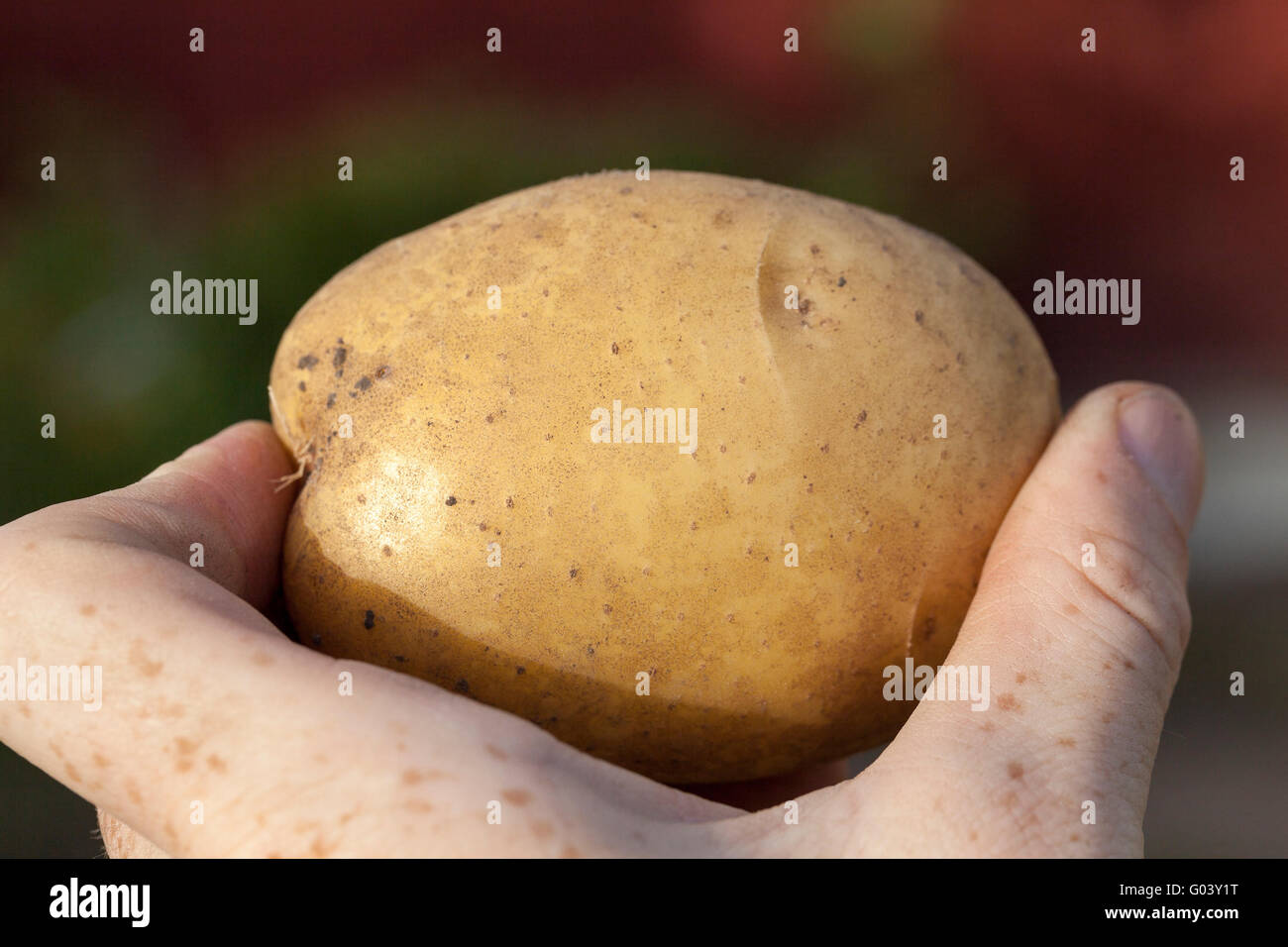 Potatoes in hand Stock Photo - Alamy