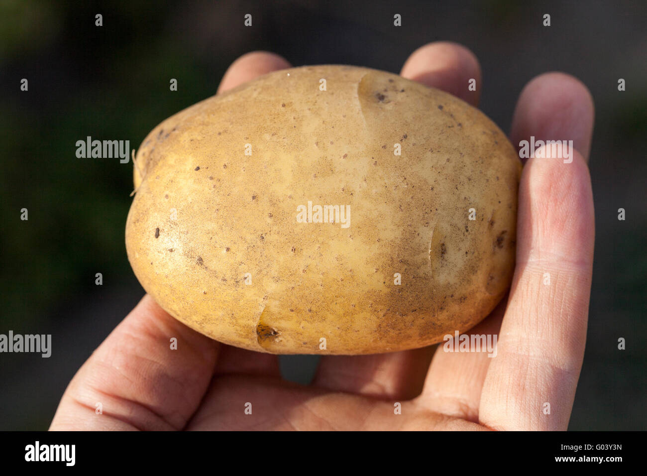 Potatoes in hand Stock Photo - Alamy