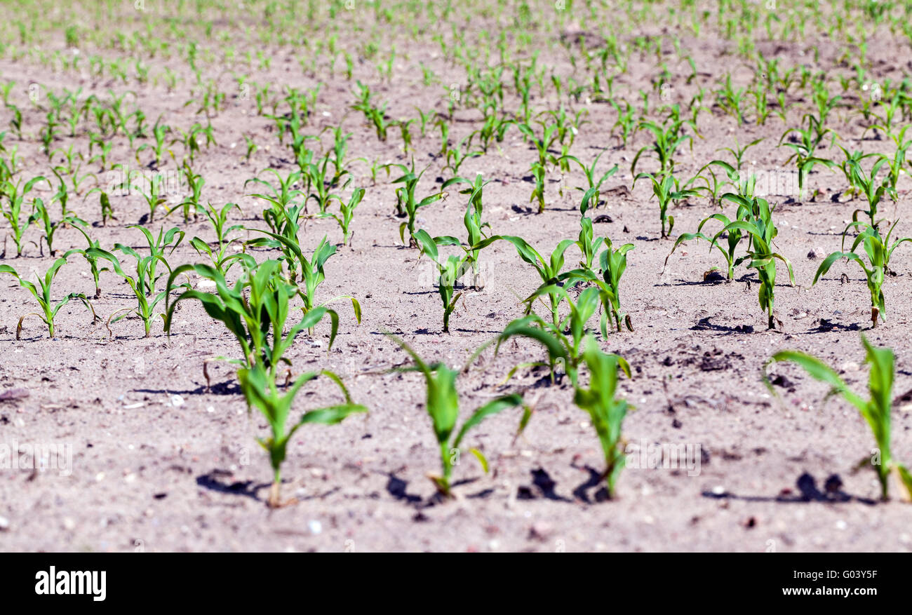 corn field. close-up Stock Photo - Alamy