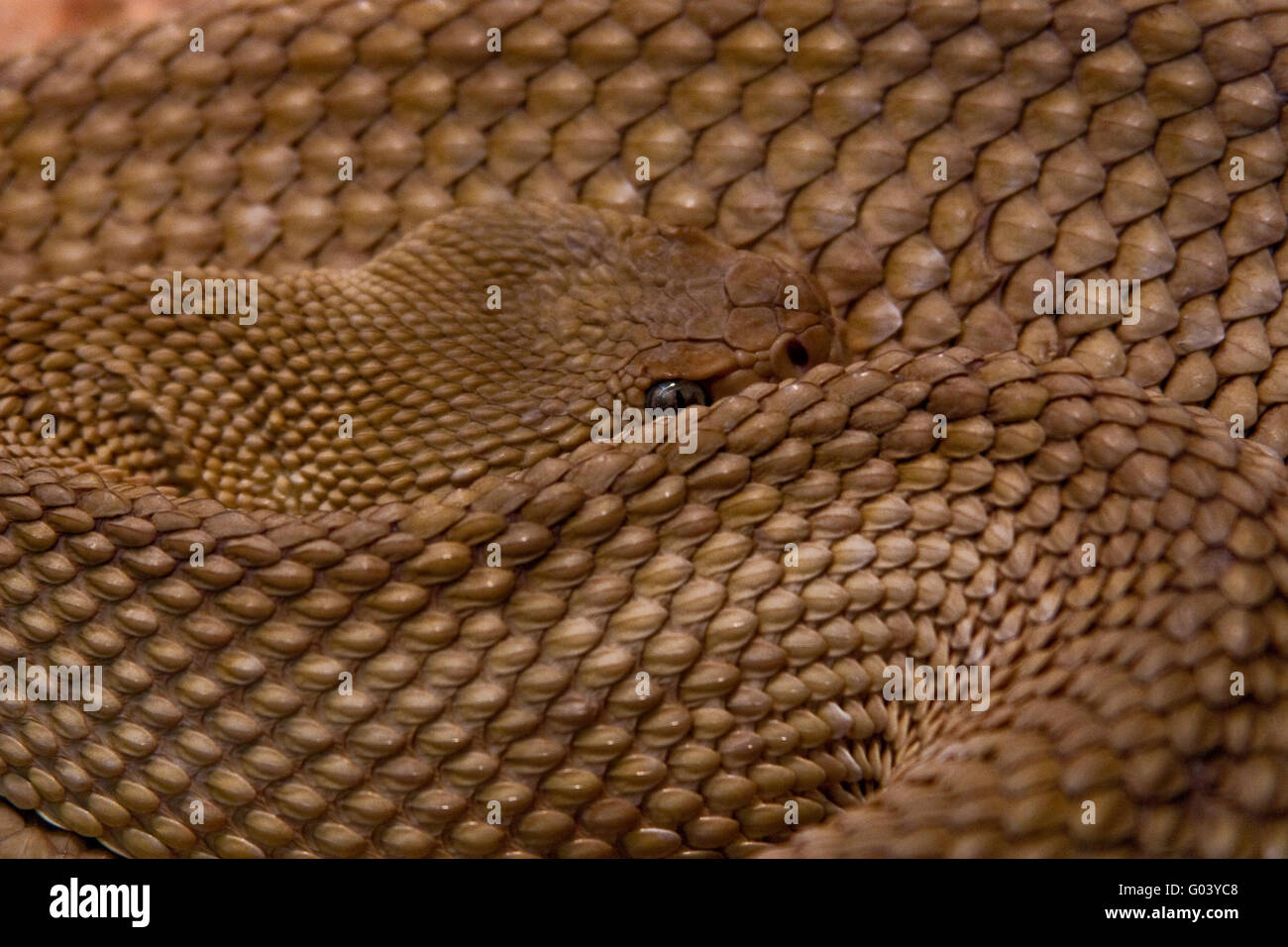 Mexican west coast rattlesnake (Crotalus basiliscu Stock Photo - Alamy