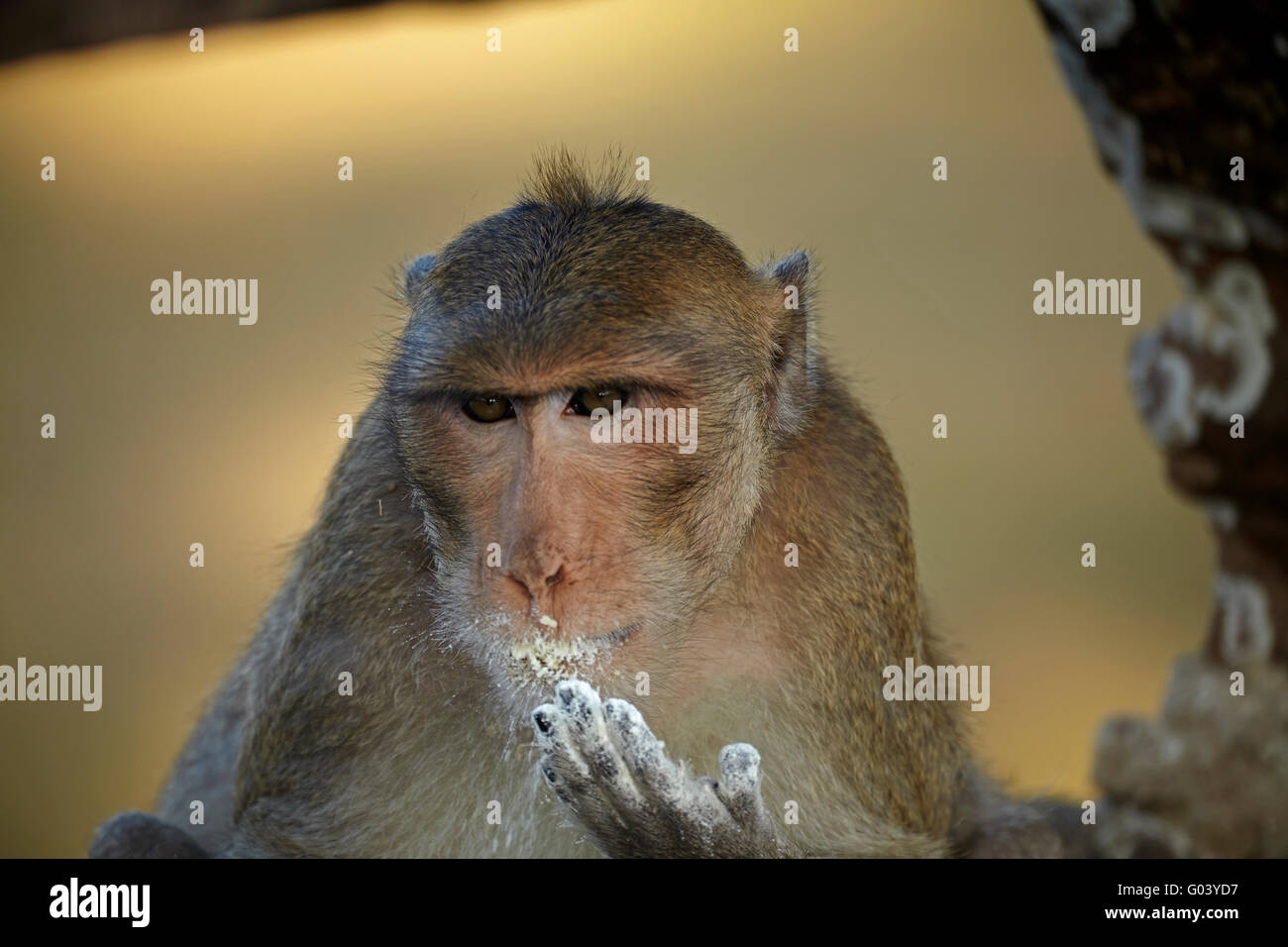 Powder monkey hi-res stock photography and images - Alamy