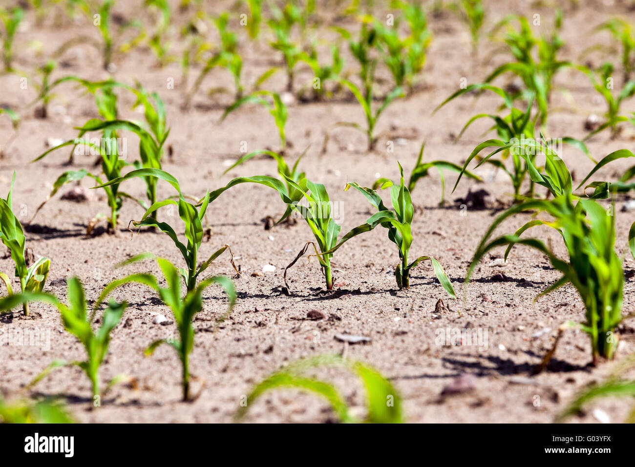 Sprout of corn hi-res stock photography and images - Alamy