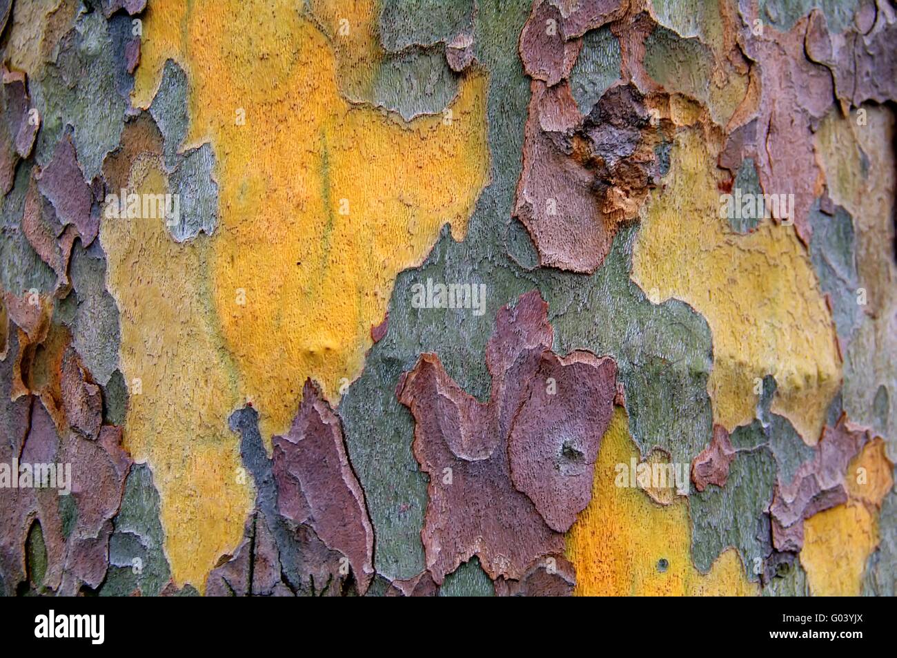 Cortex hi-res stock photography and images - Alamy