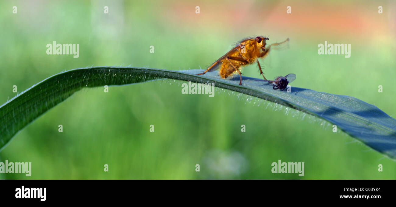 Fly attacks a smaller fly Stock Photo - Alamy