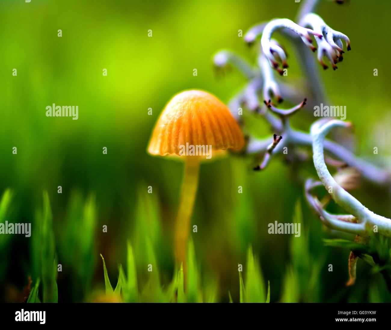 Poisonous lichen hi-res stock photography and images - Alamy