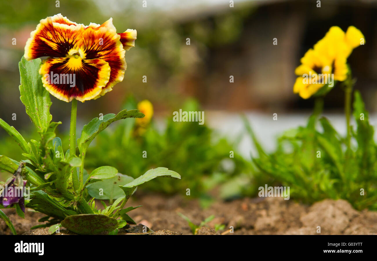 Beautiful colorful pansy flowers planted on a gard Stock Photo - Alamy