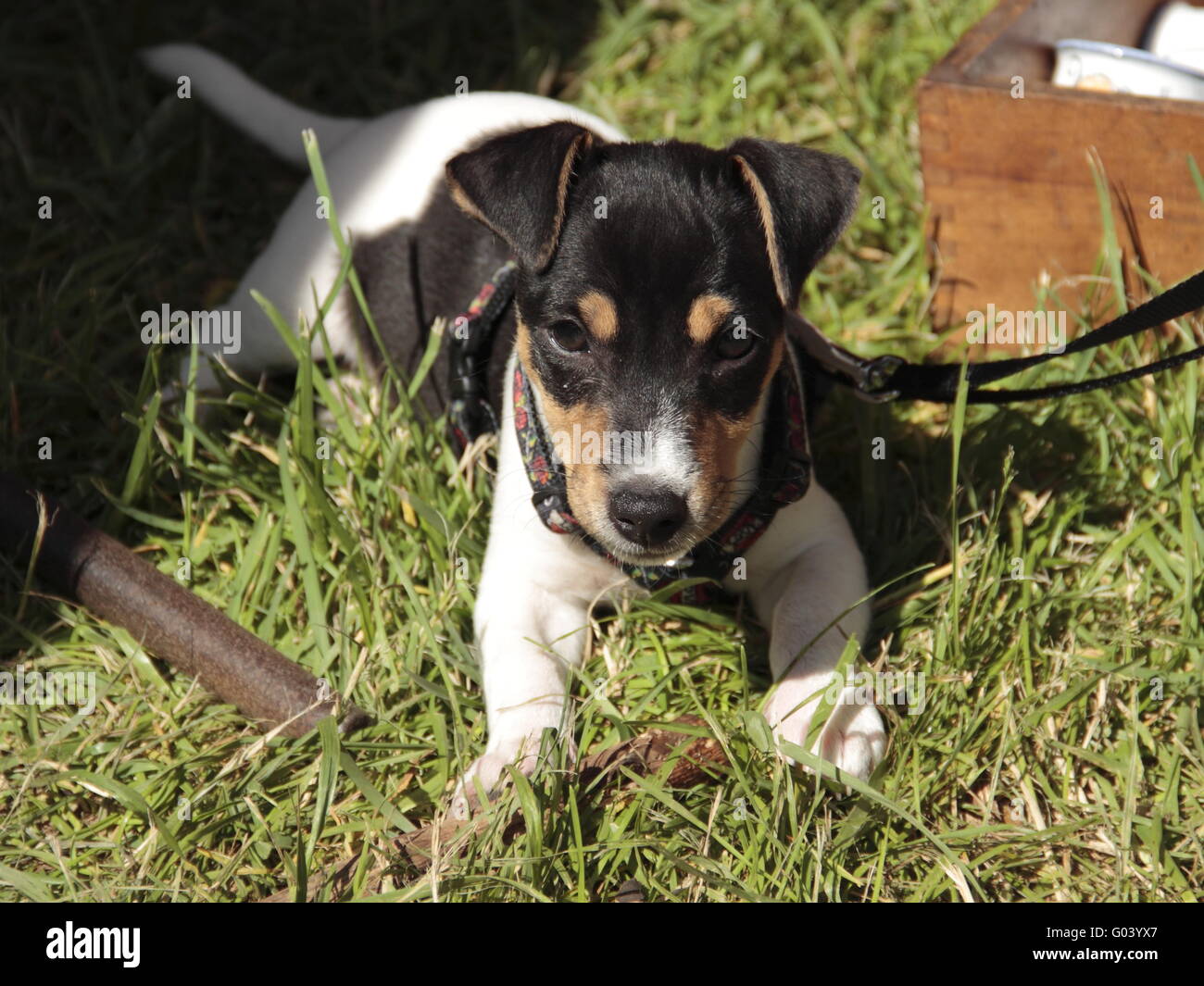 Pert hi-res stock photography and images - Alamy