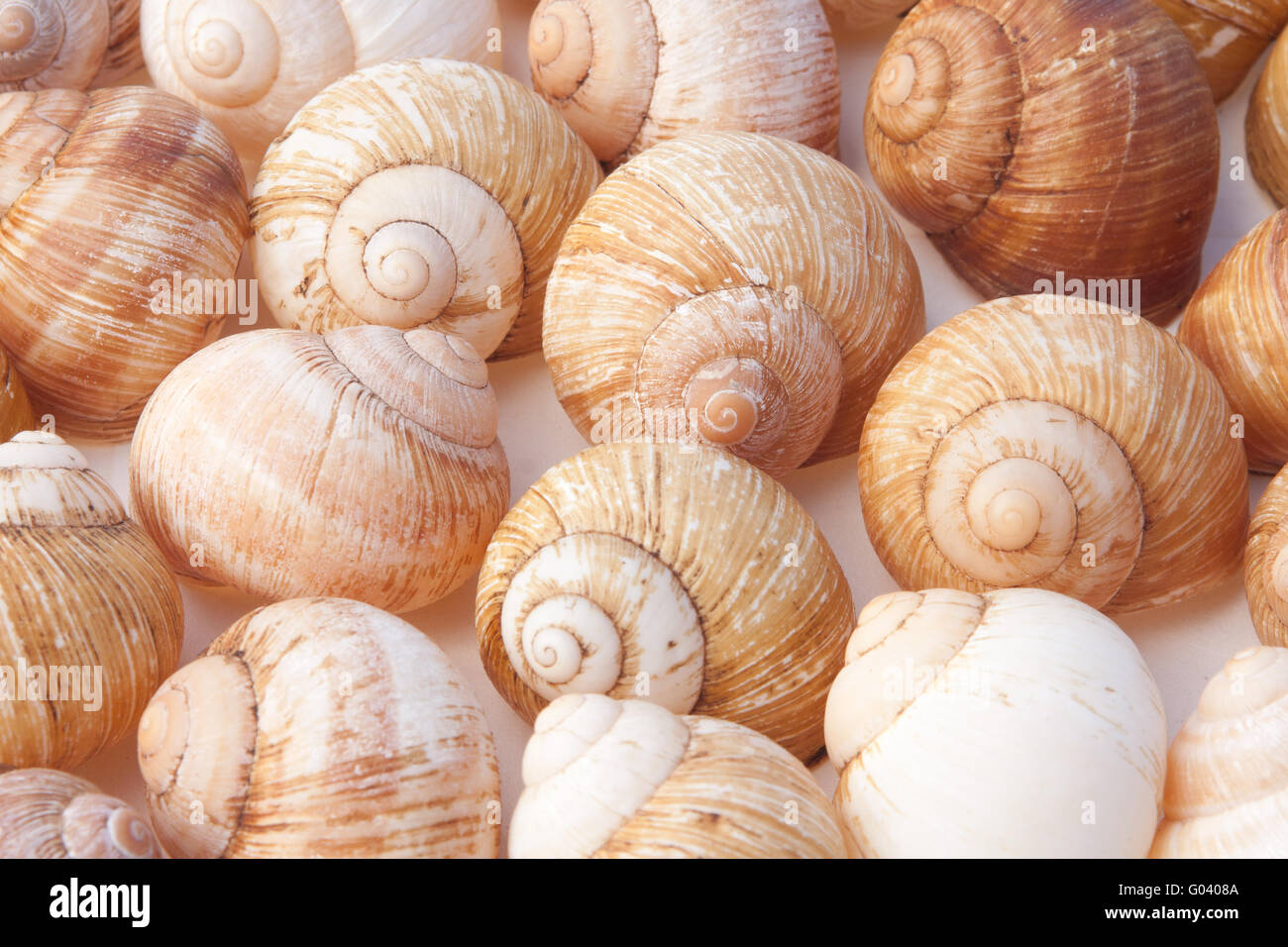 Garden snails of france hi-res stock photography and images - Alamy