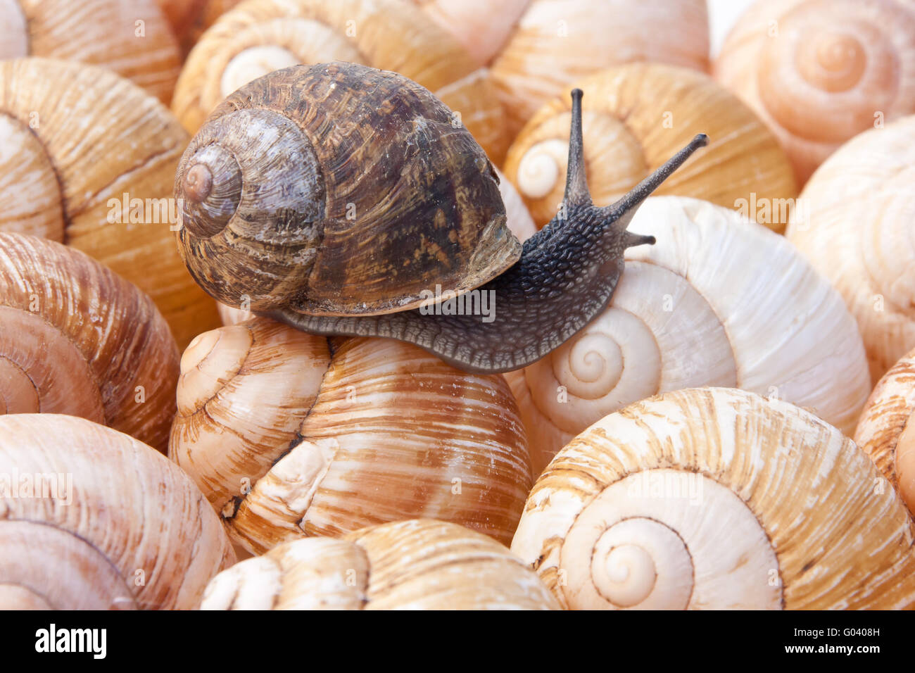 Large garden snails hi-res stock photography and images - Alamy