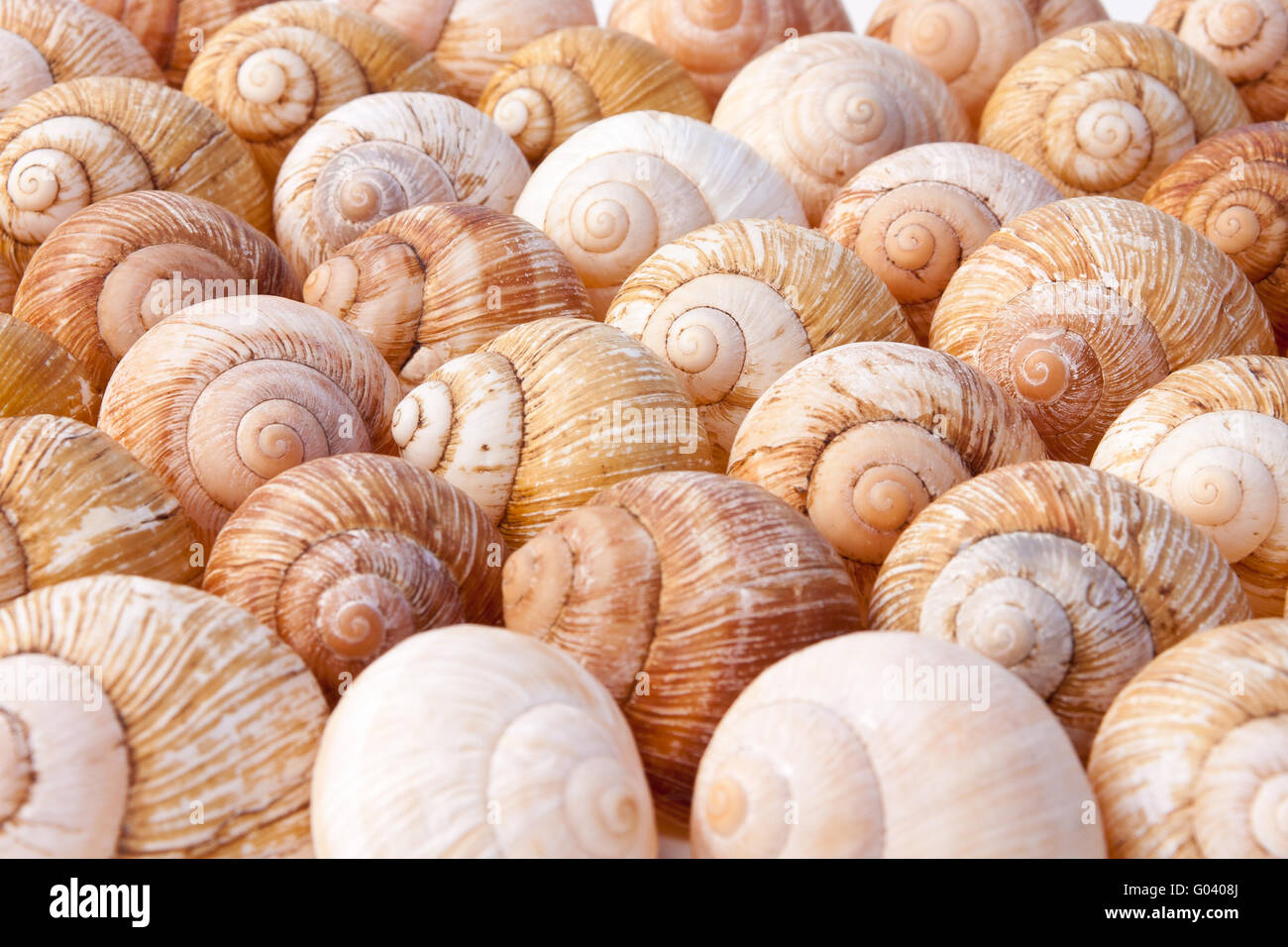 big garden snails Stock Photo - Alamy