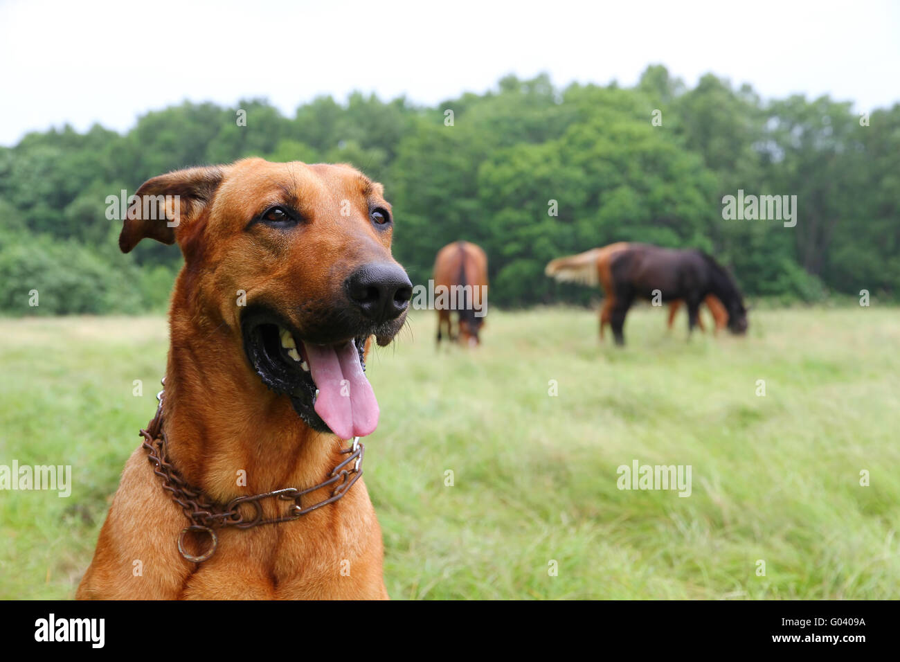 Patrol dog hi-res stock photography and images - Alamy