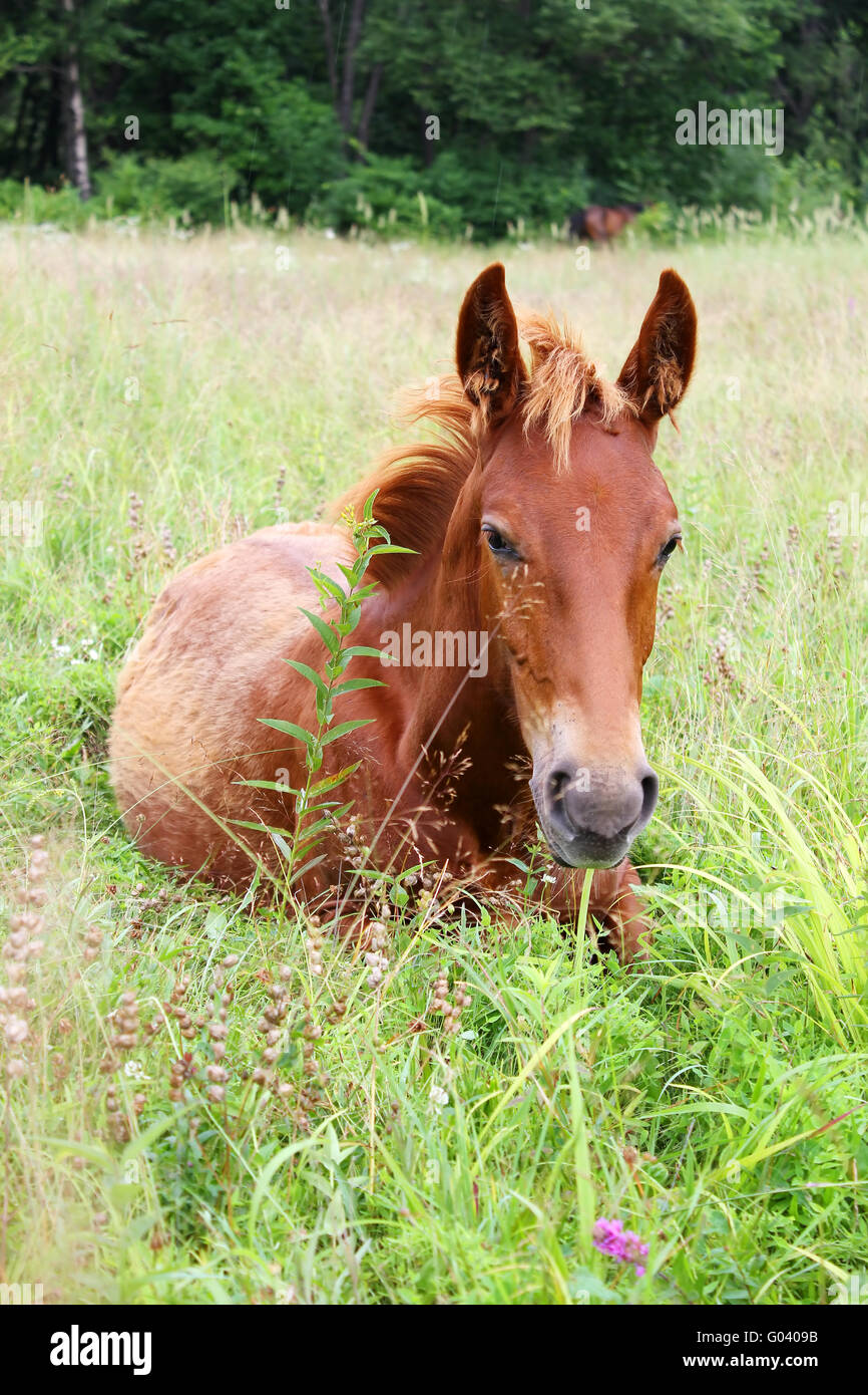 Red colt hi-res stock photography and images - Alamy