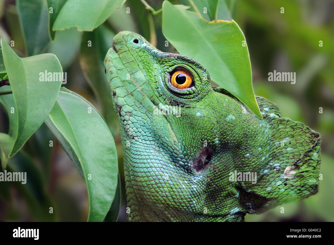 Basilisken hi-res stock photography and images - Alamy