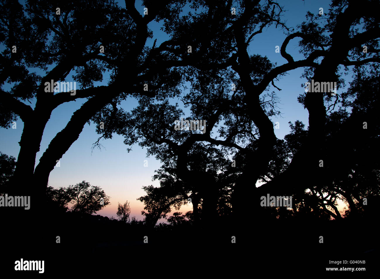 horizon at dusk to the shadow of trees Stock Photo - Alamy