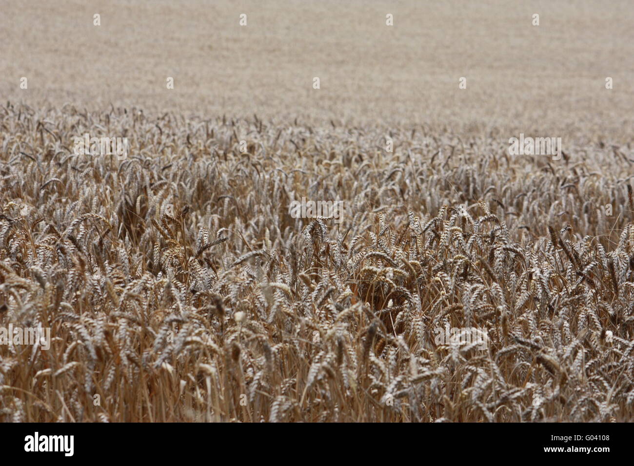 Field of crops Stock Photo - Alamy