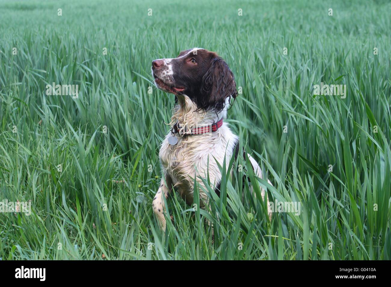 Working springer spaniel puppy hi-res stock photography and images - Alamy