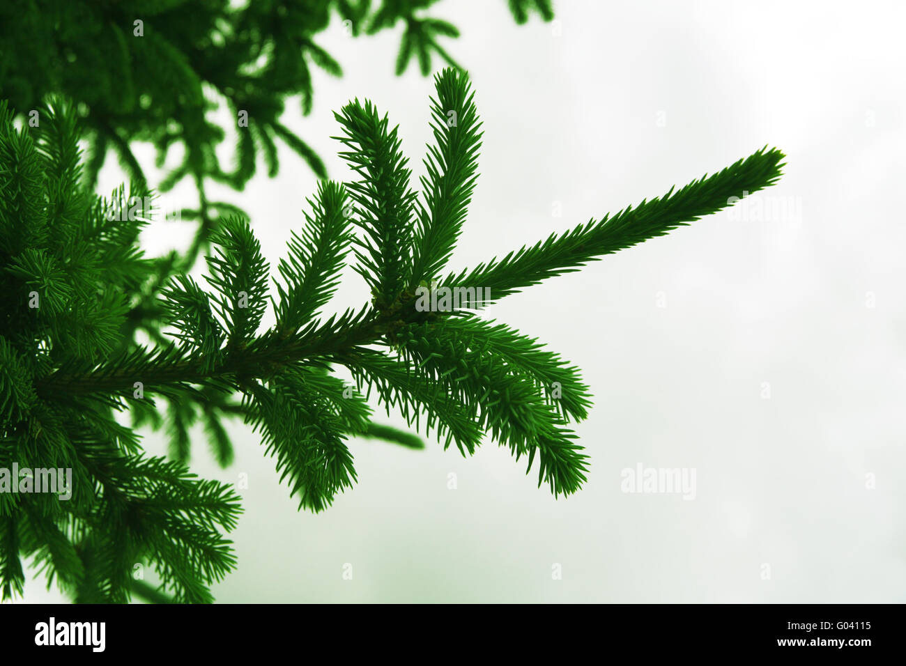 Brightly green prickly branches of a fur-tree or p Stock Photo - Alamy