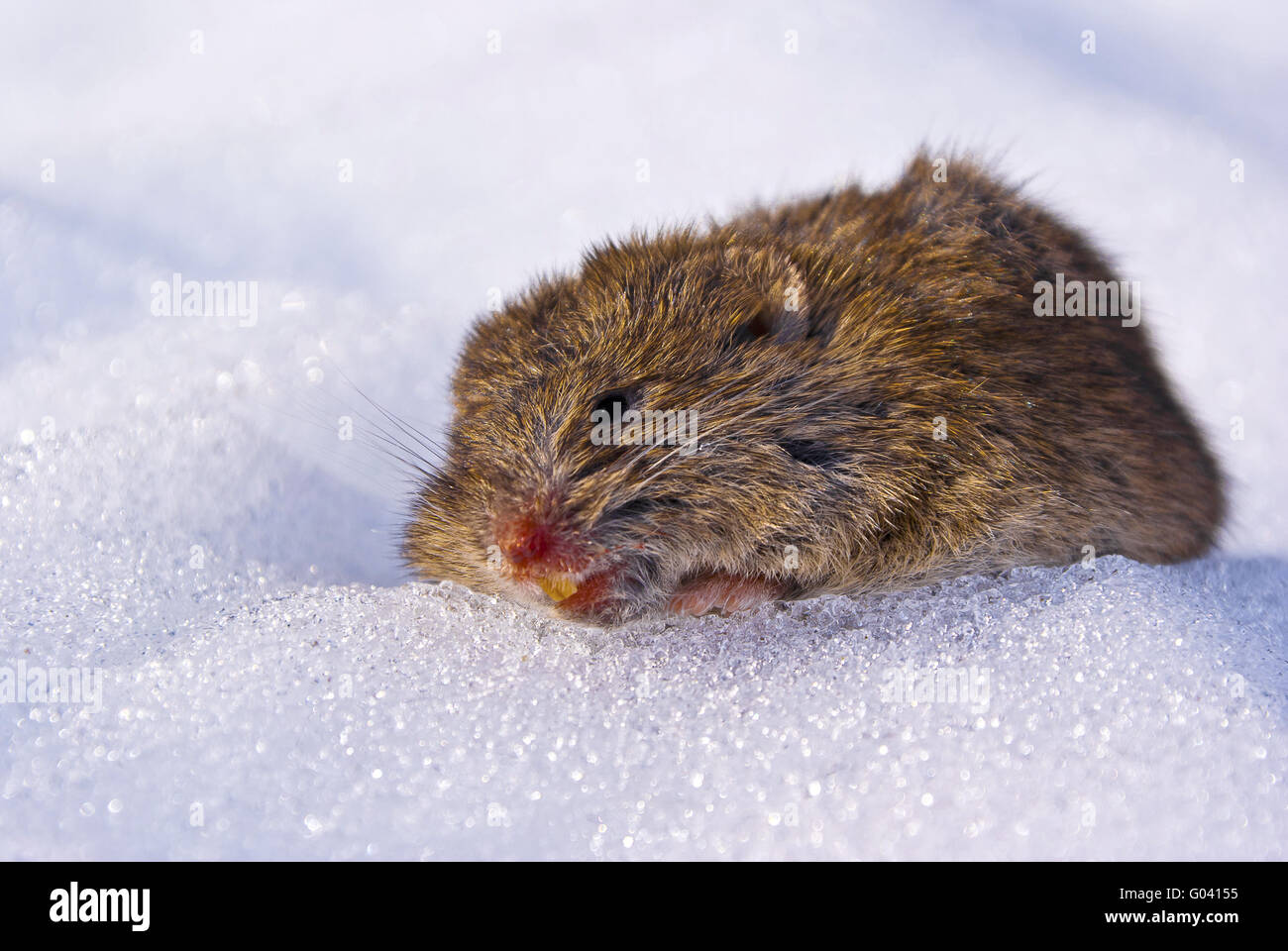 Striped field mouse hi-res stock photography and images - Alamy
