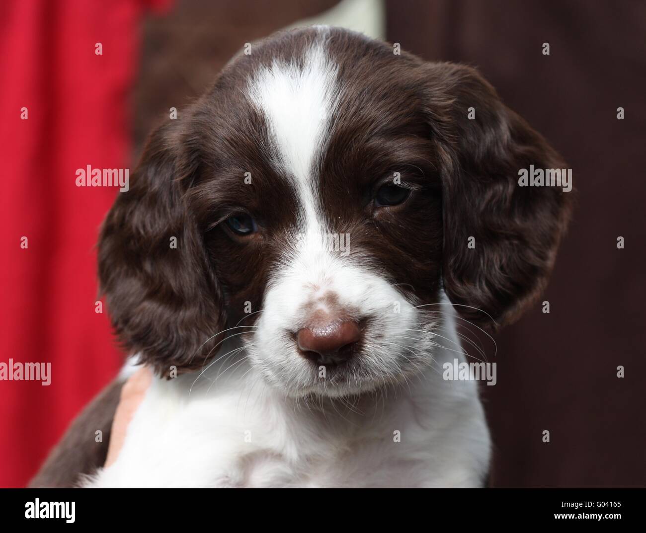 working type english springer spaniel puppy Stock Photo - Alamy