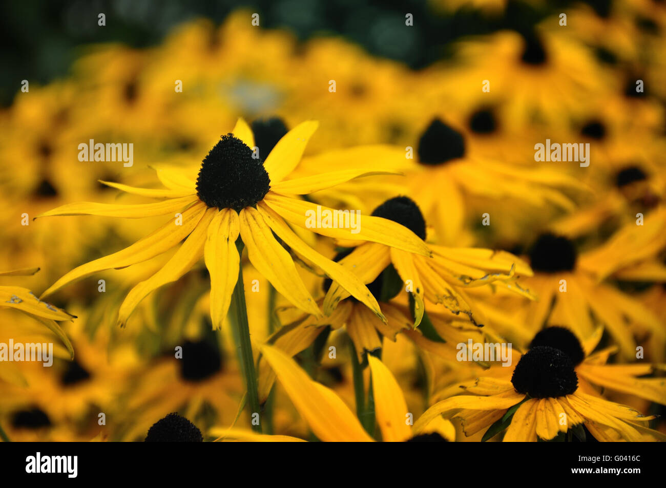 Yellow wild flower. Colorful Stock Photo - Alamy