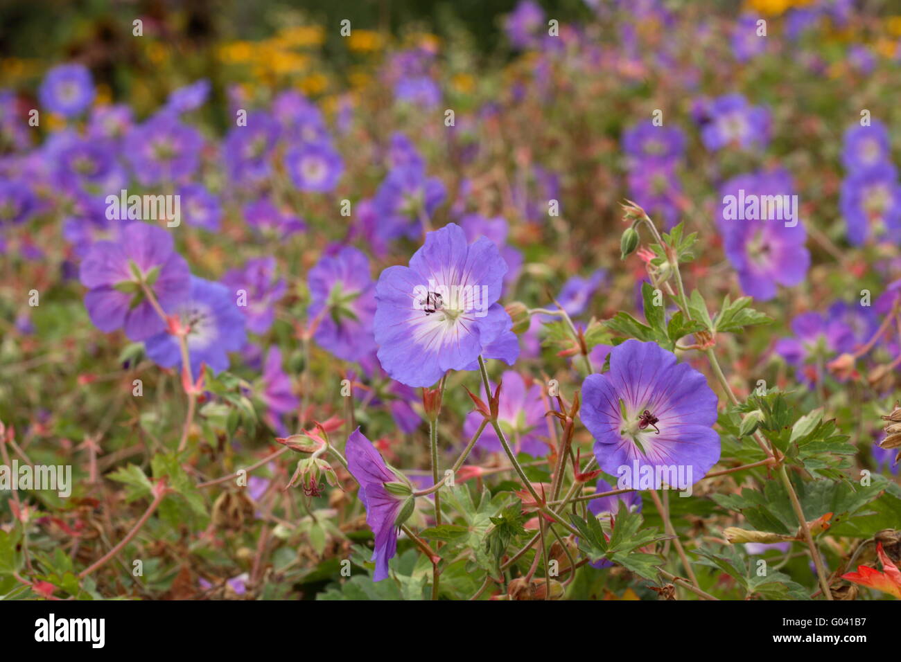 Geranium rozanne garden border hi-res stock photography and images - Alamy