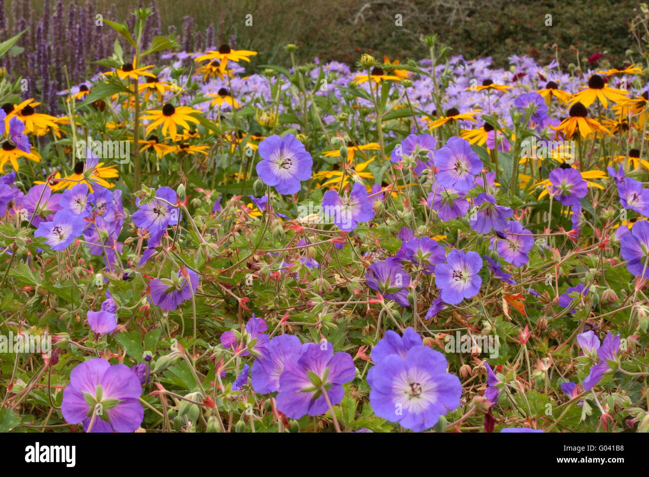 Geranium rozanne garden border hi-res stock photography and images - Alamy