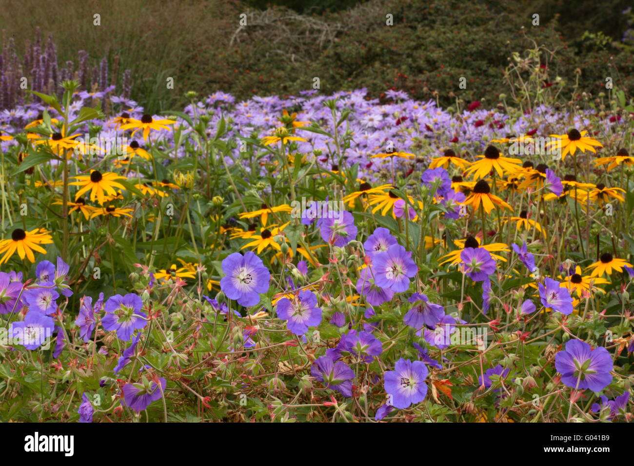 Geranium rozanne garden border hi-res stock photography and images - Alamy