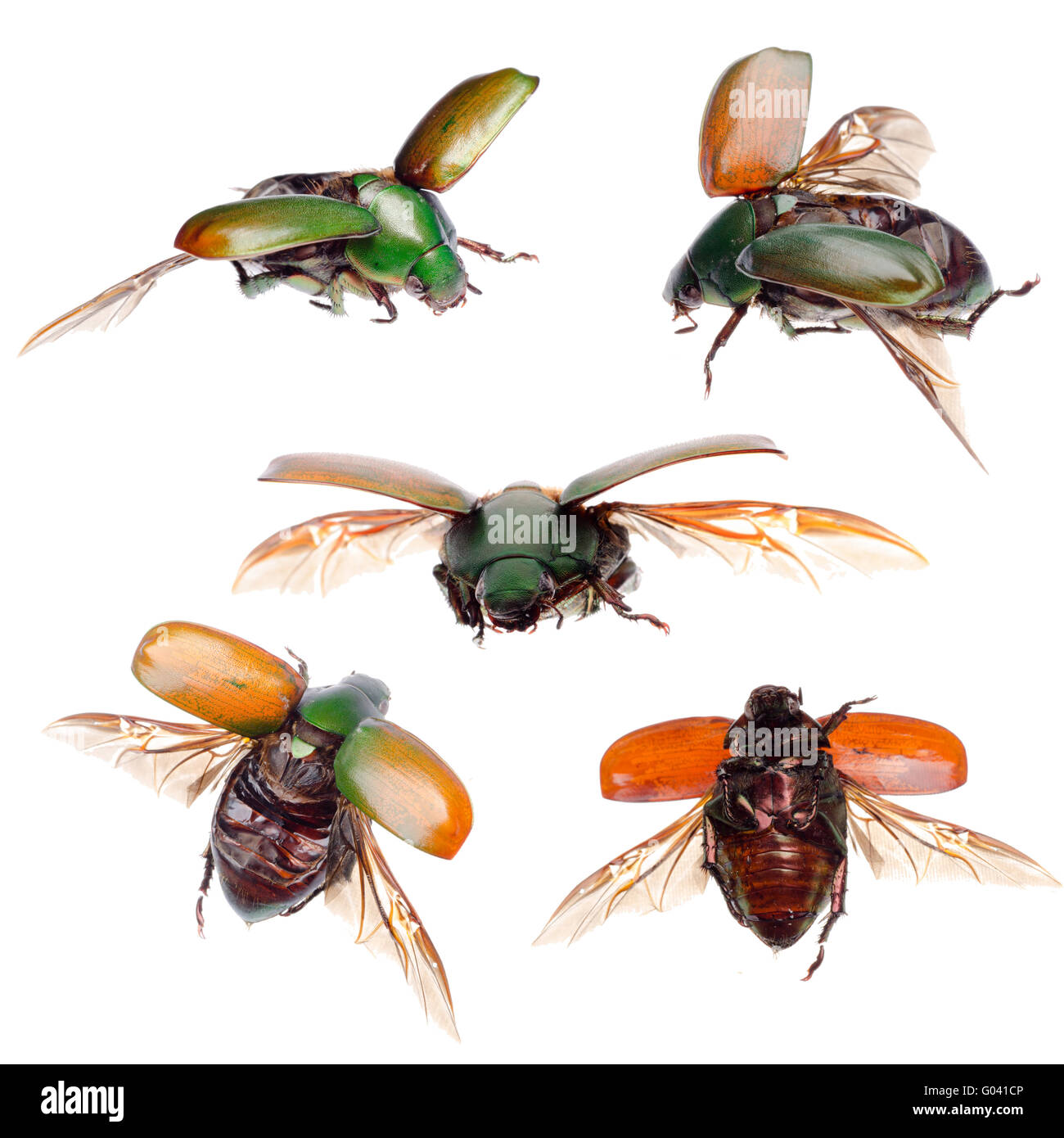 insect green scarab beetle isolated collection Stock Photo - Alamy