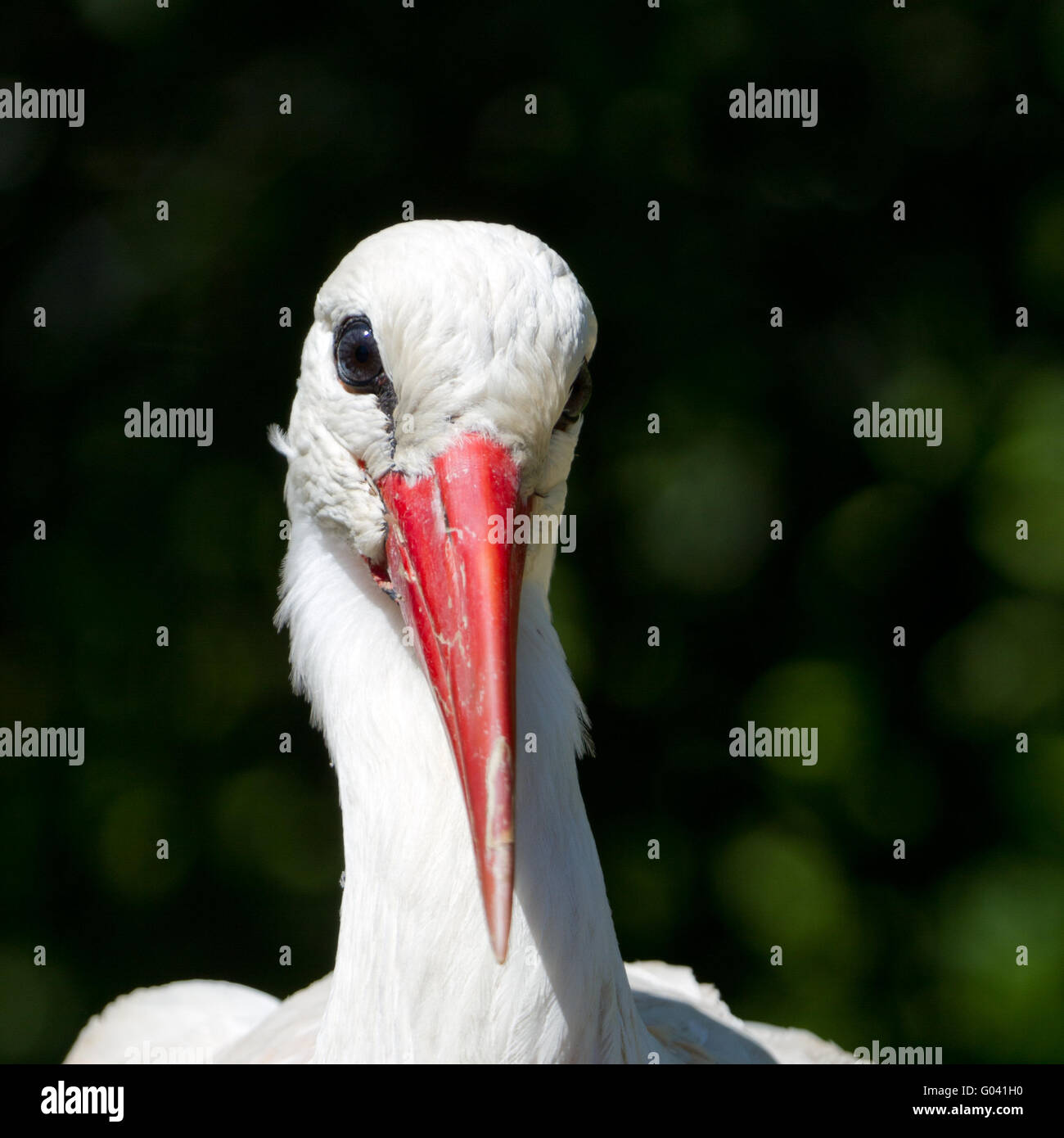 Stork eyes head head hi-res stock photography and images - Alamy