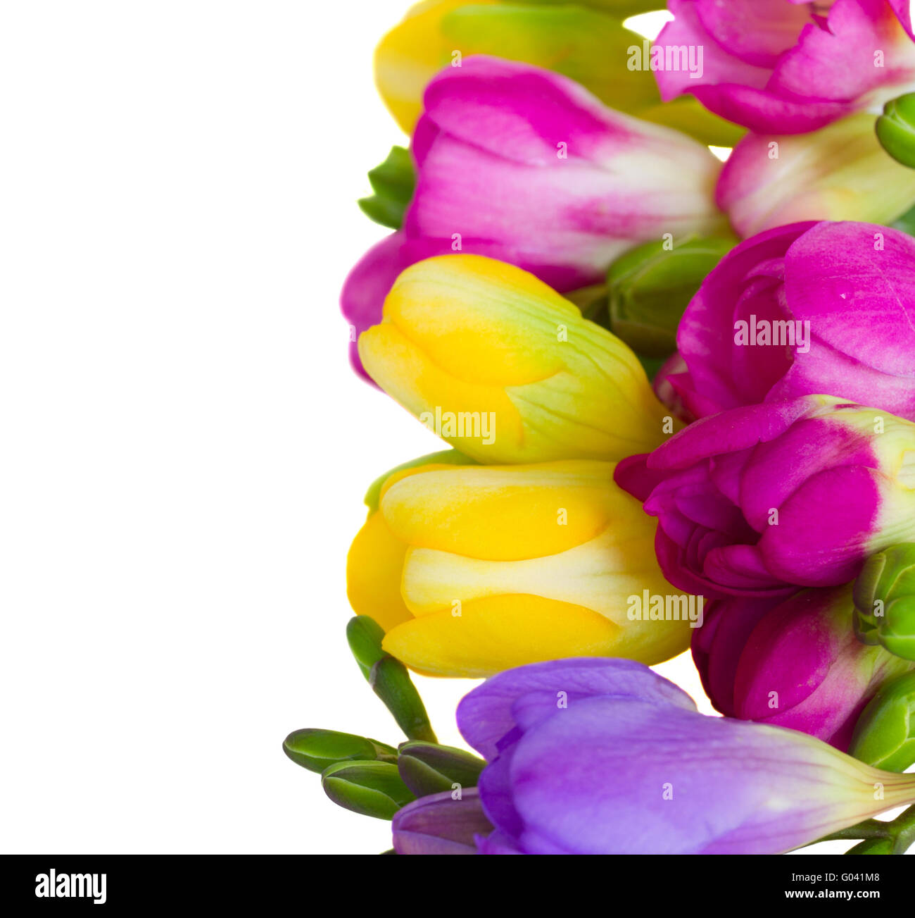 freesias border Stock Photo - Alamy