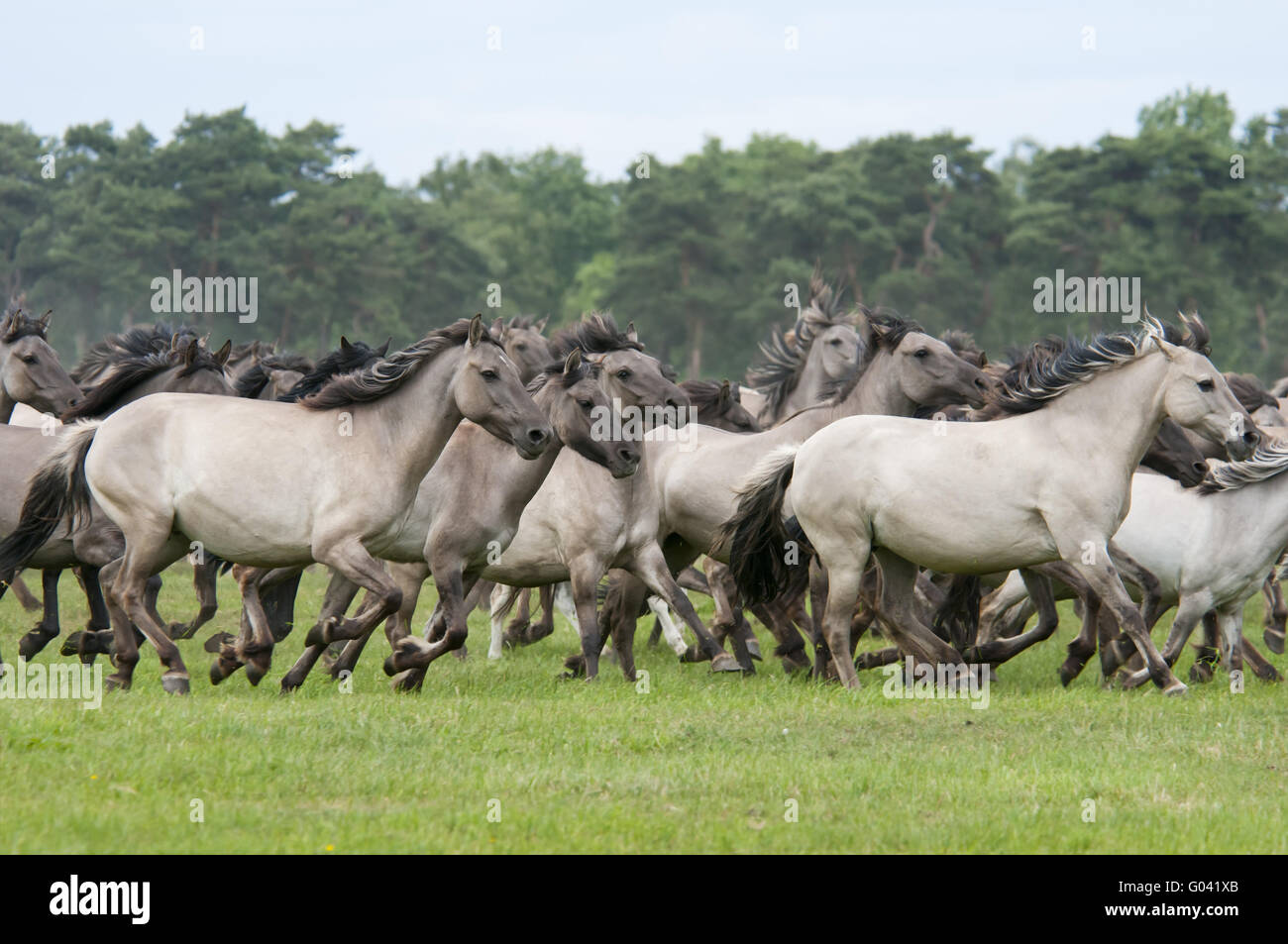 Dulmen wild ponies hi-res stock photography and images - Alamy