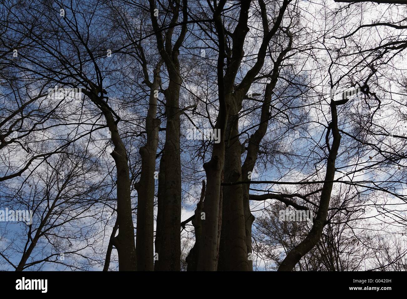 Famous 16 Buchen tree near lake Baerensee Stock Photo - Alamy