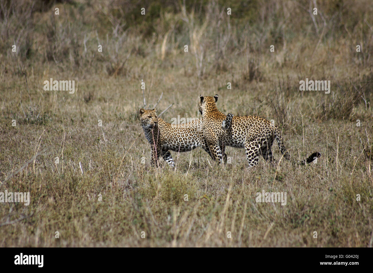 Safari leoparden hi-res stock photography and images - Alamy