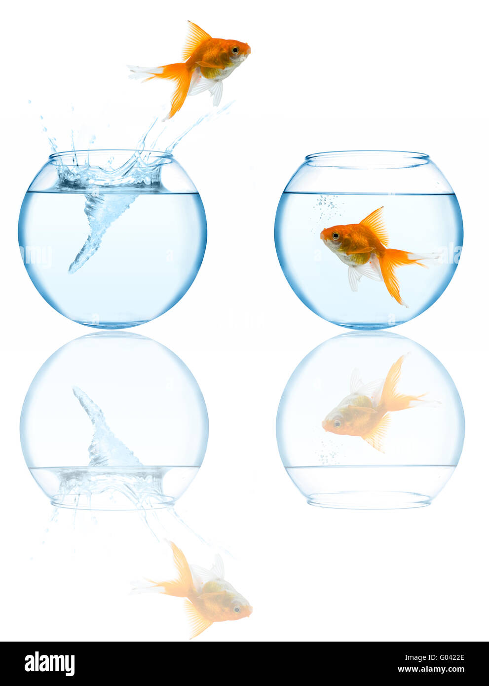 goldfish leaping in aquarium Stock Photo - Alamy
