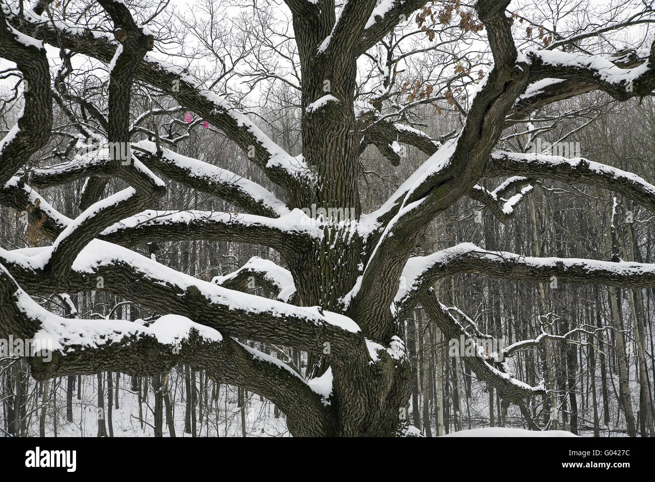 Old snow covered oak against trees in winter park Stock Photo - Alamy