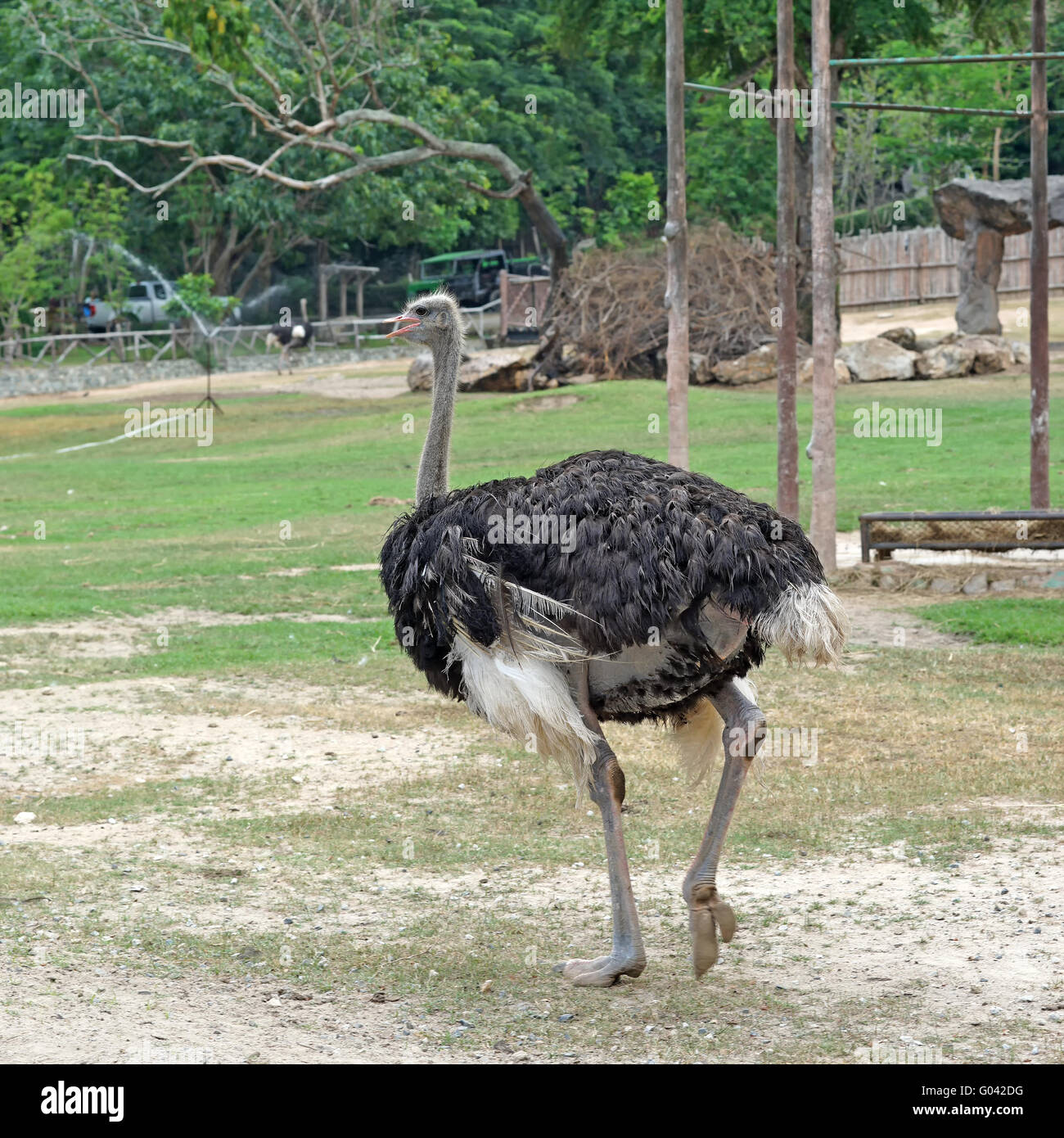 Closeup of ostrich in the public zoo Stock Photo - Alamy