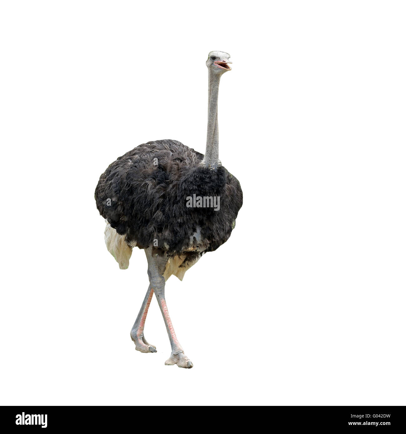 Closeup of ostrich isolated on white background Stock Photo - Alamy