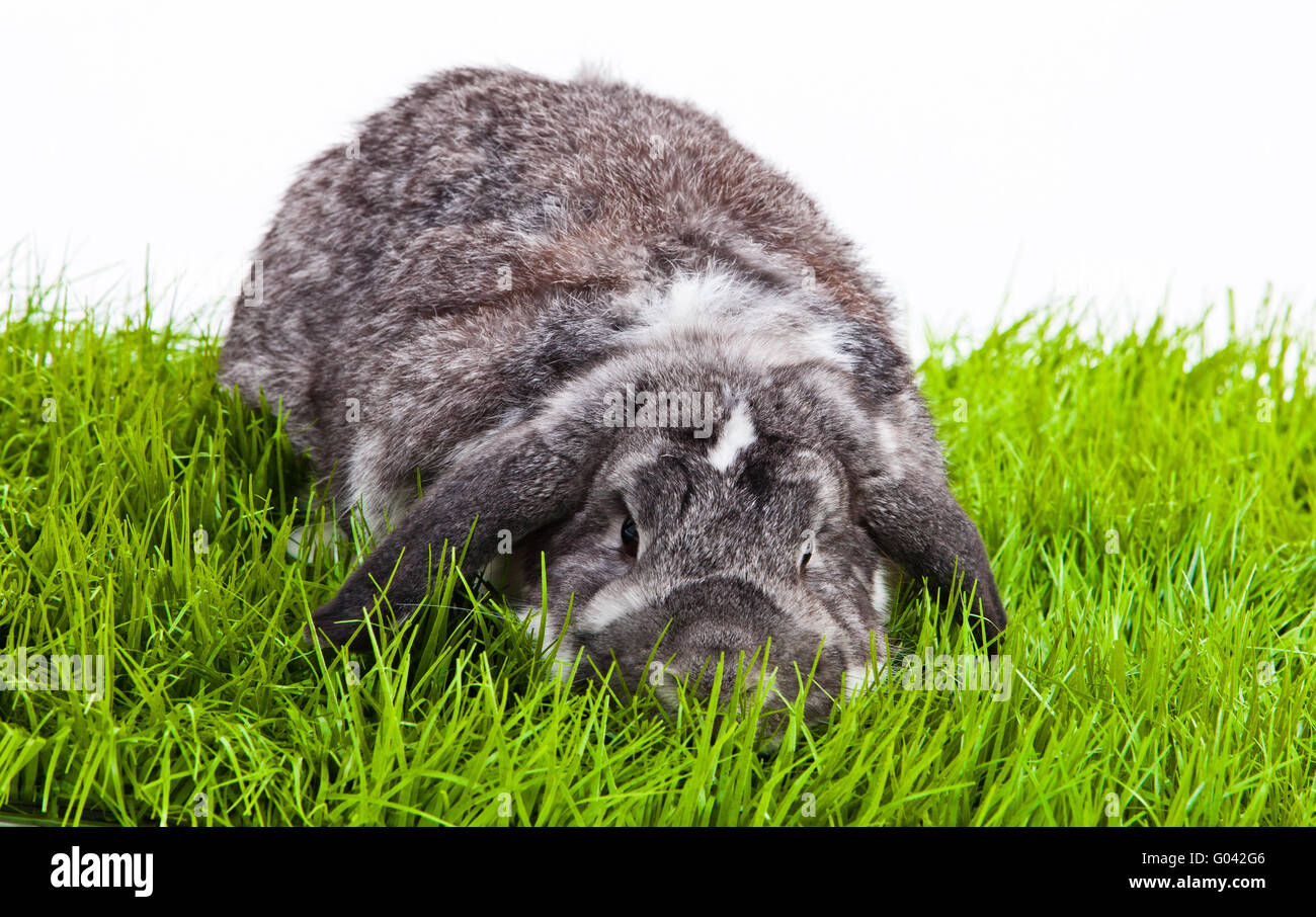 Adorable rabbit isolated on a white background Stock Photo - Alamy