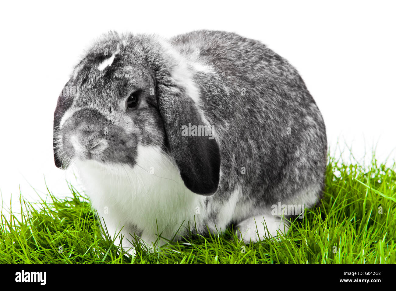 Adorable rabbit isolated on a white background Stock Photo - Alamy