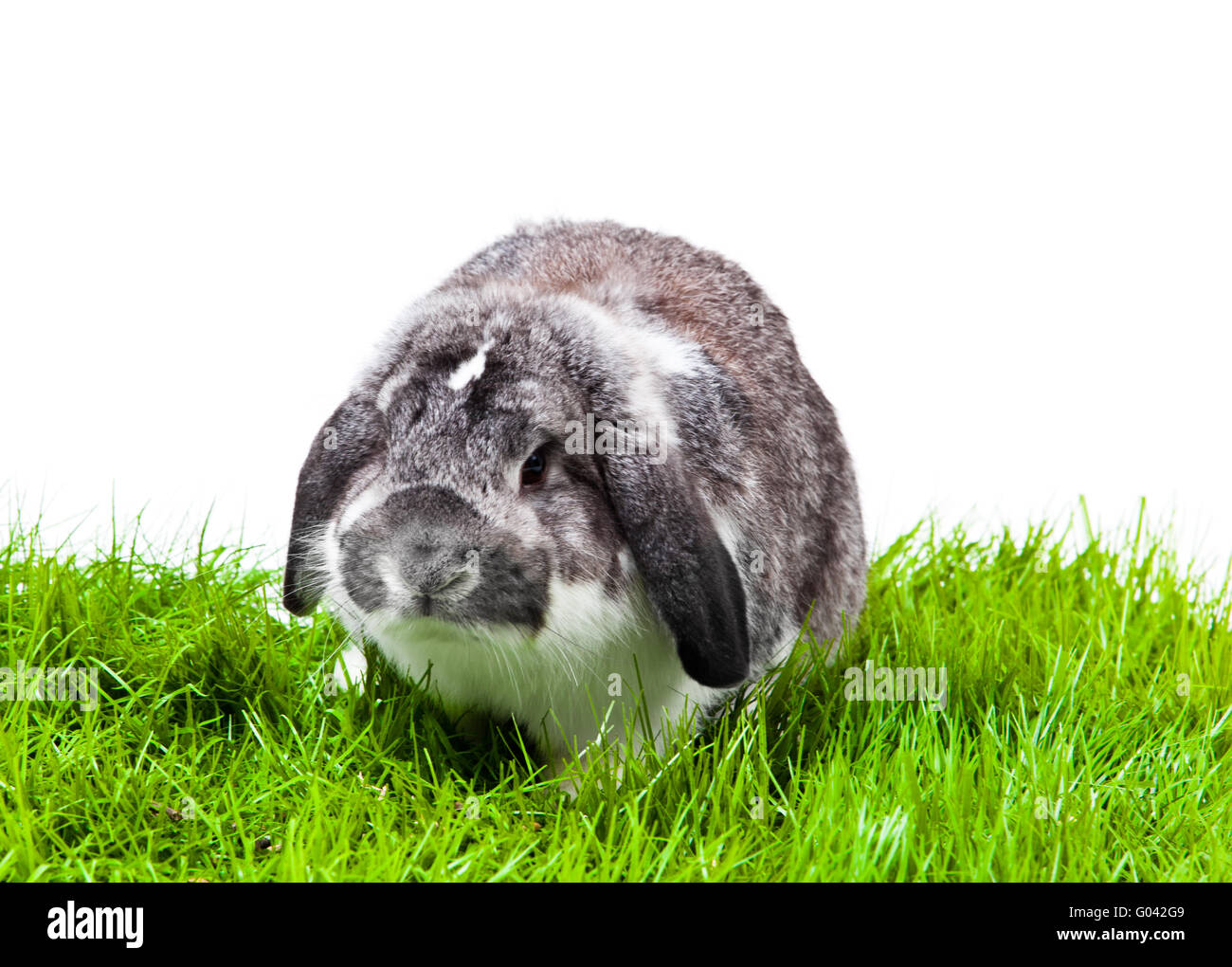 Adorable rabbit isolated on a white background Stock Photo - Alamy